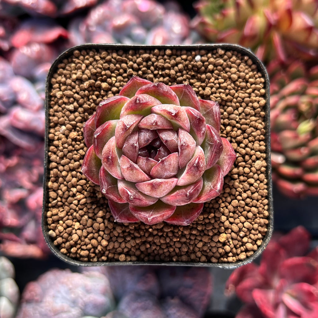 Echeveria 'Blood Maria' Seed Grown Hybrid 1"-2" Succulent Plant – True ...