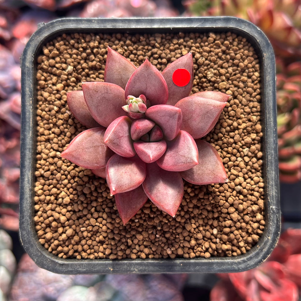 Echeveria 'Angel Star' 1"-2” Succulent Plant – True Succulents Plant Co.