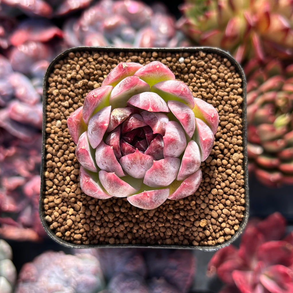 Echeveria 'Blood Maria' Seed Grown Hybrid 1"-2" Succulent Plant – True ...