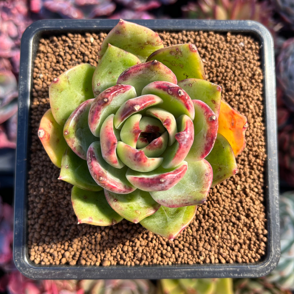 Echeveria 'Blood Maria' Seed Grown Hybrid 2"-3 Succulent Plant – True ...