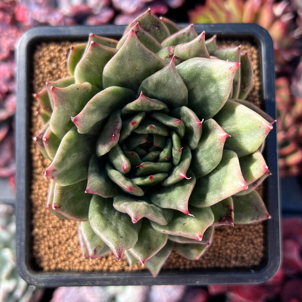 Echeveria Agavoides 'Leopard Maria' Variegated/Mutated 3"-4" Succulent ...