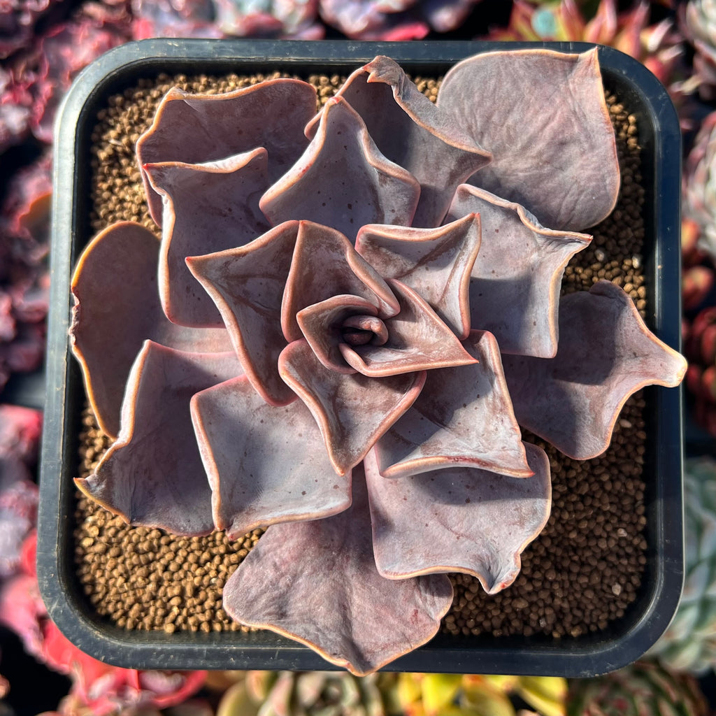 Echeveria 'Rodolfi' 4" Succulent Plant – True Succulents Plant Co.