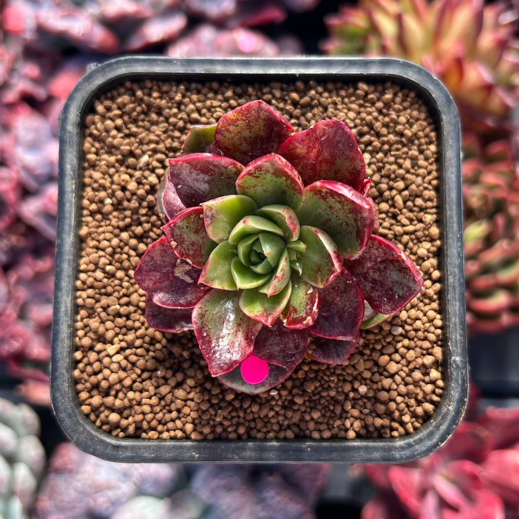 Echeveria 'Crayon' Variegated 1"-2" Succulent Plant – True Succulents ...
