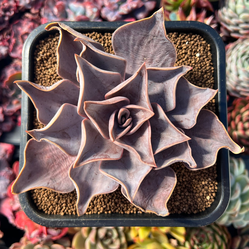 Echeveria 'Rodolfi' 4" Succulent Plant – True Succulents Plant Co.