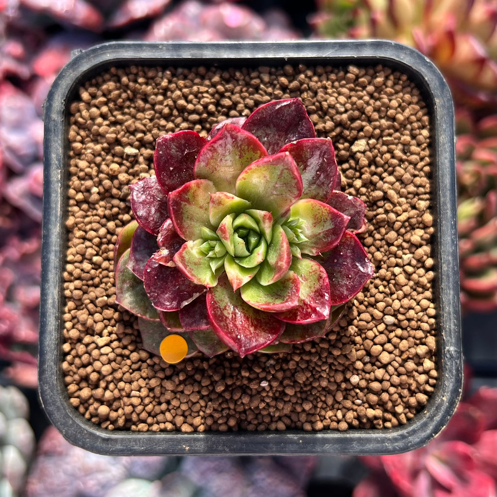 Echeveria 'Crayon' Variegated 1"-2" Succulent Plant – True Succulents ...