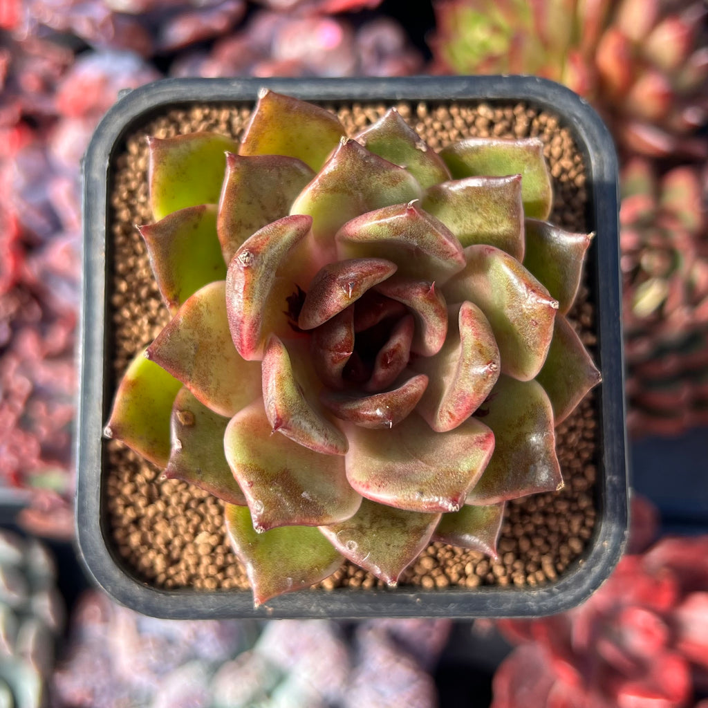 Echeveria 'Blood Maria' Seed Grown Hybrid 1"-2" Succulent Plant – True ...