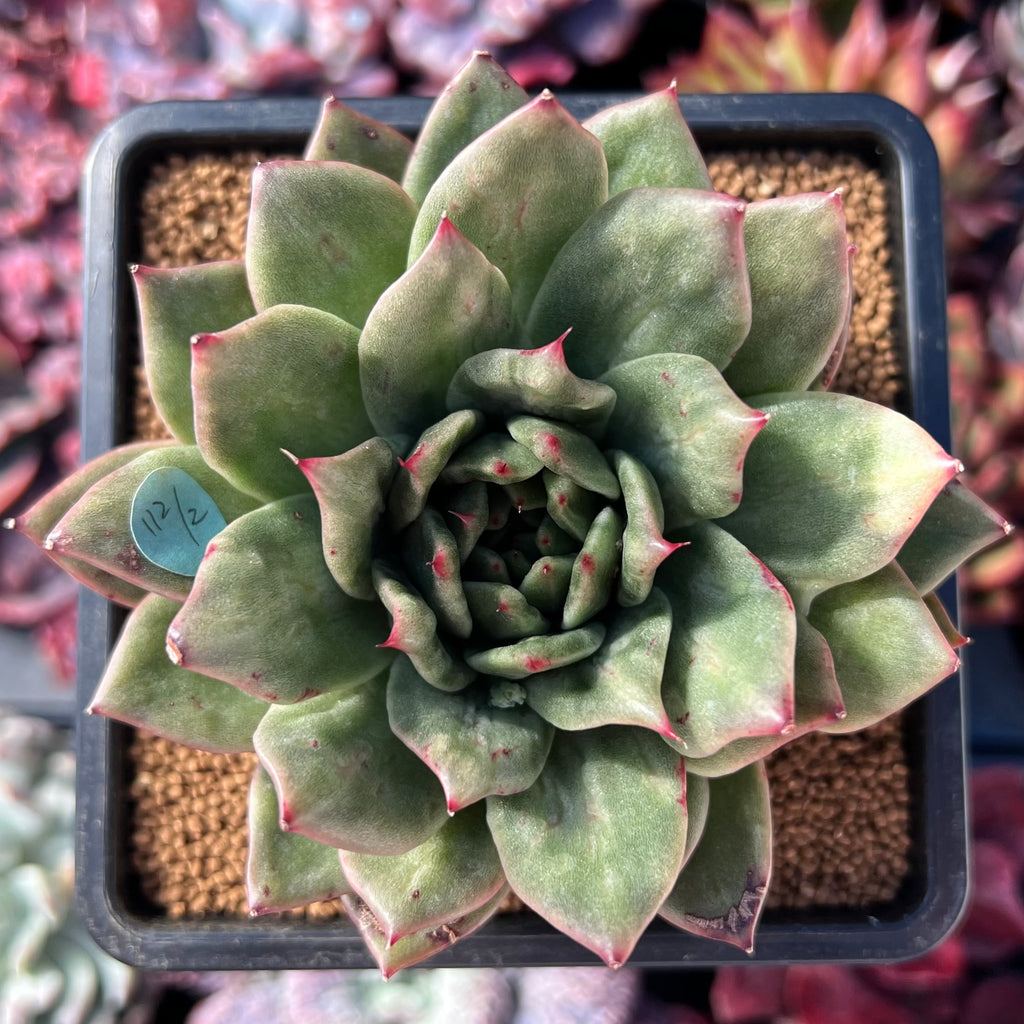 Echeveria Agavoides 'Leopard Maria' Variegated/Mutated 3"-4" Succulent ...
