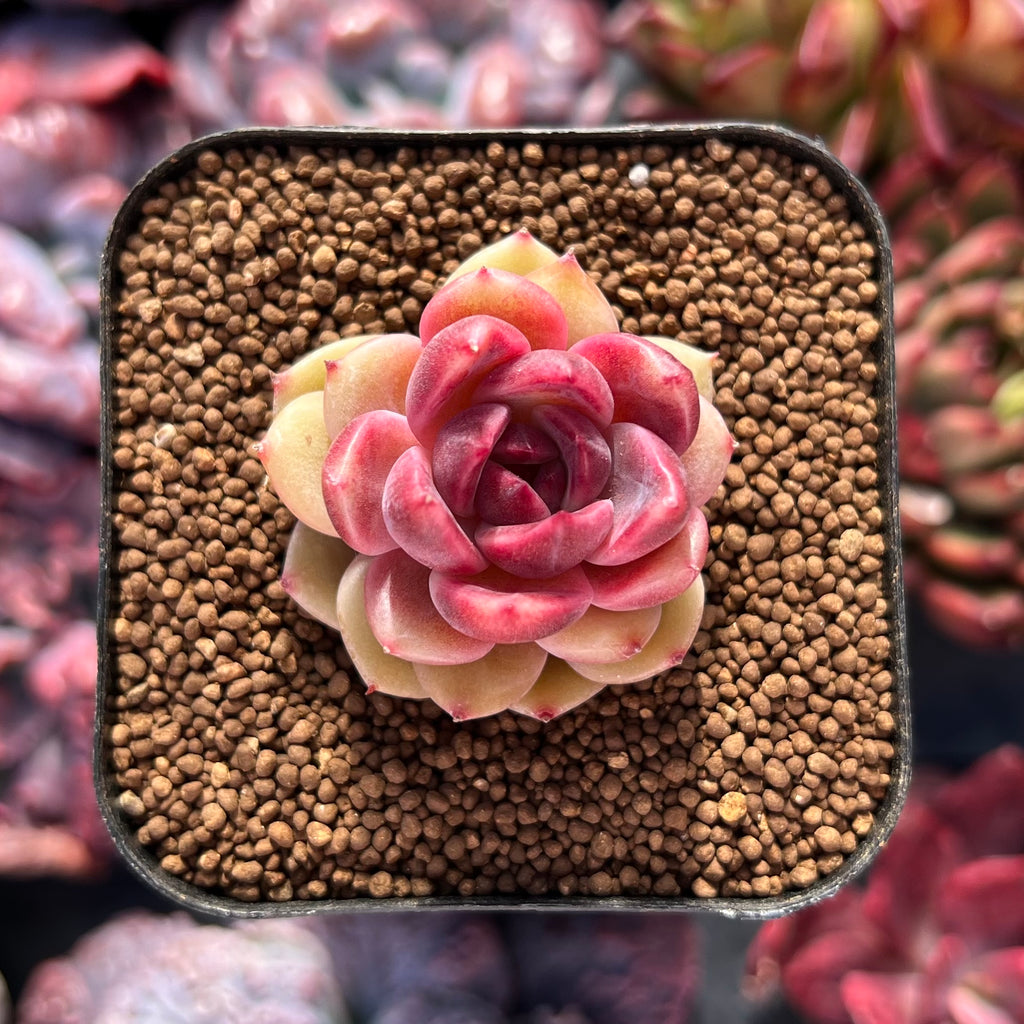 Echeveria 'Blood Maria' Seed Grown Hybrid 1"-2" Succulent Plant – True ...