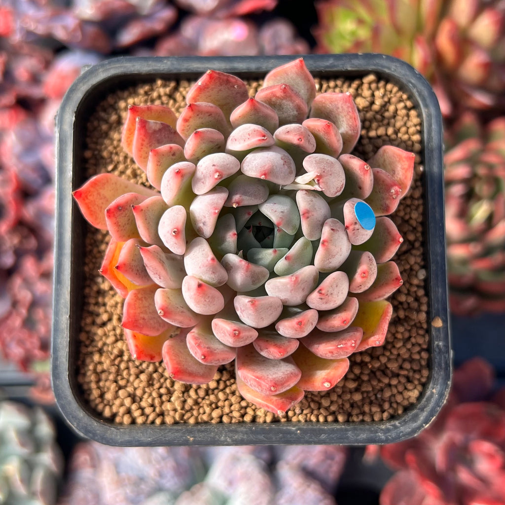 Echeveria 'Zaragoza' Hybrid 1"-2" Succulent Plant – True Succulents ...
