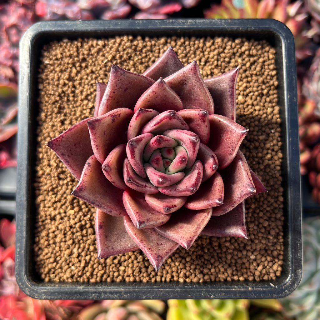Echeveria Agavoides 'Red Ebony' 2"-3" Succulent Plant – True Succulents ...