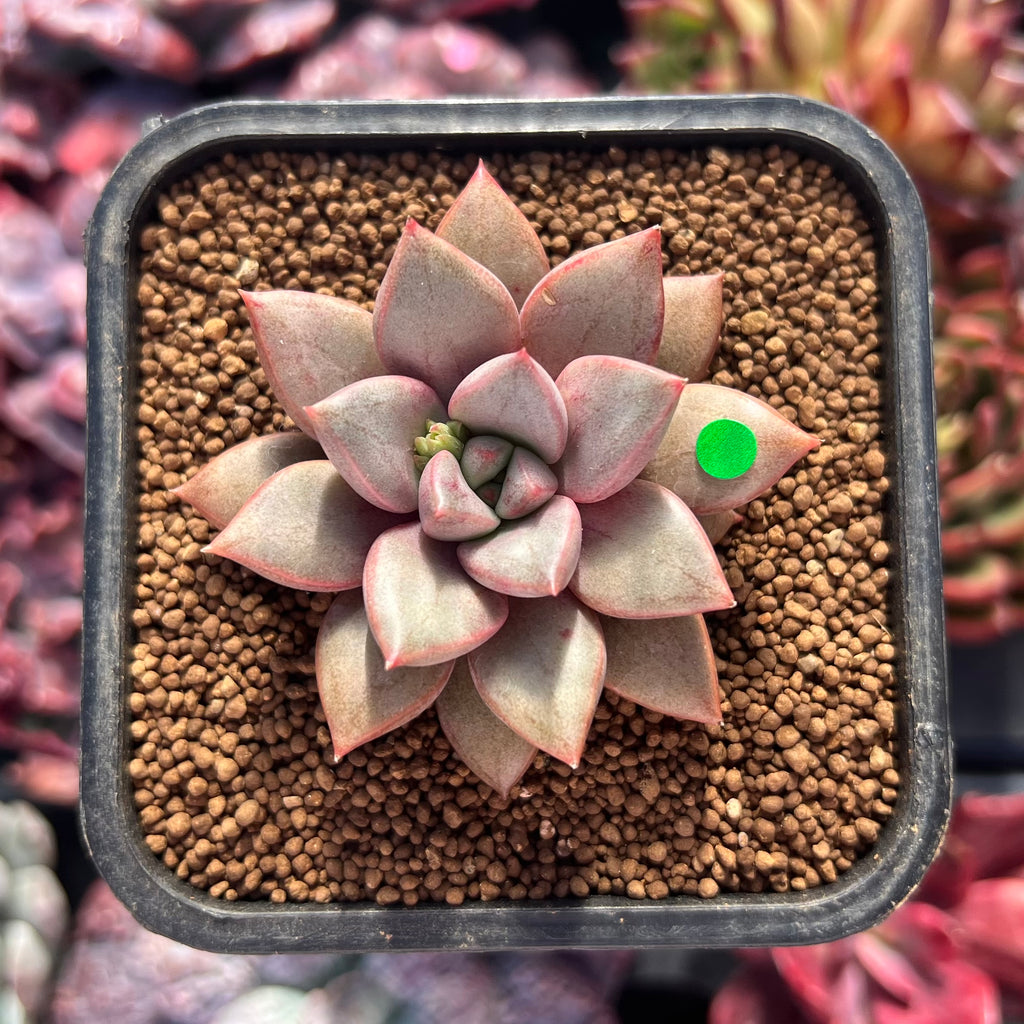 Echeveria 'Angel Star' 1"-2” Succulent Plant – True Succulents Plant Co.