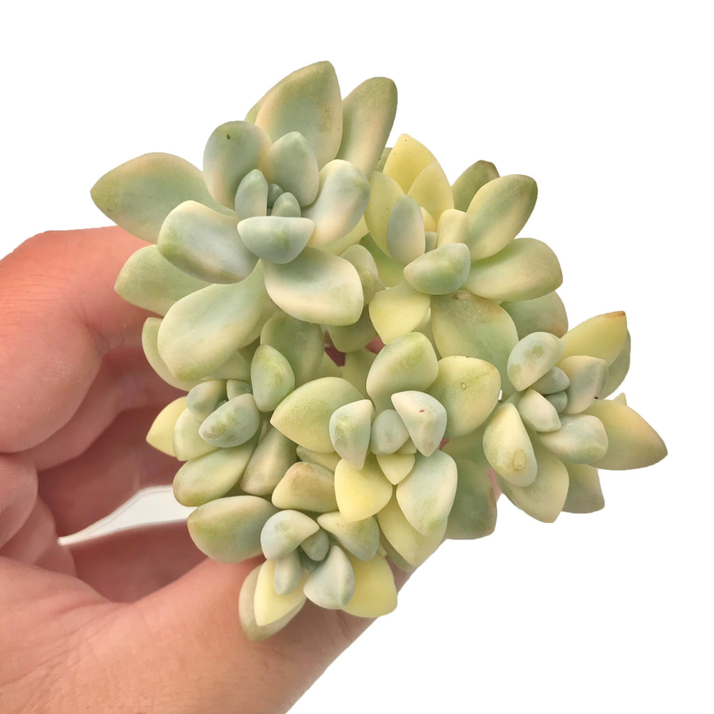 Graptoveria 'Titubans' Variegated Cluster 4" Rare Succulent Plant ...