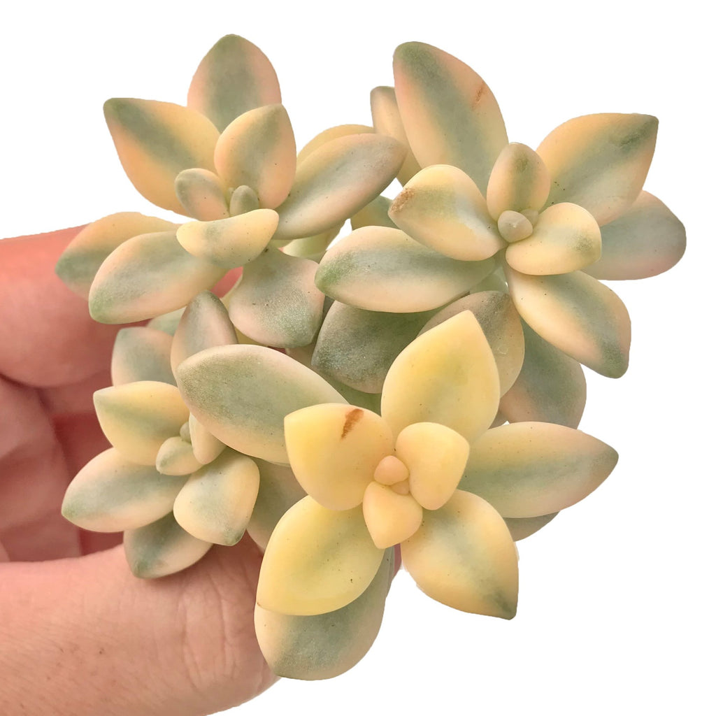 Graptoveria 'Titubans' Variegated Cluster 3" Succulent Plant – True ...